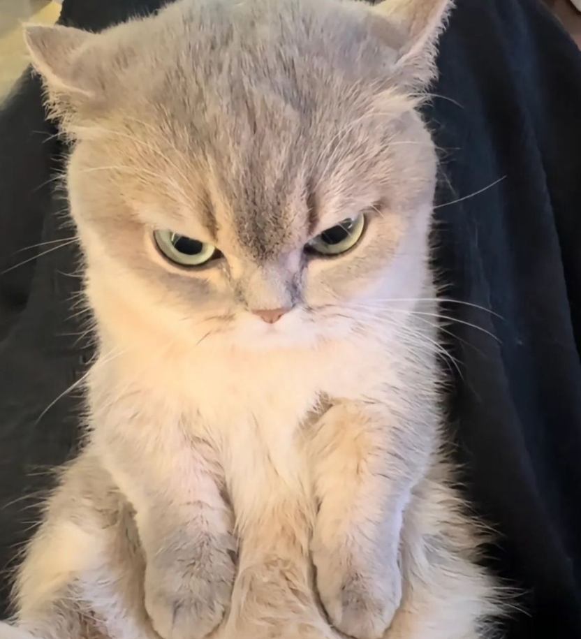How Cat Staring Memes Took Over the Internet and Ways to Make Your Cat ...