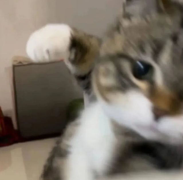 How Cat Staring Memes Took Over the Internet and Ways to Make Your Cat ...