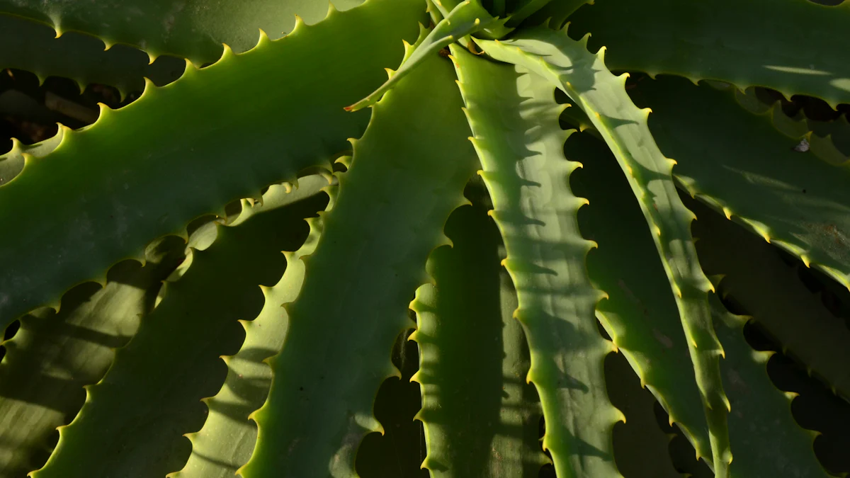 10 Healing Powerhouse Plants for Your Home - Natural Herbs Market ...