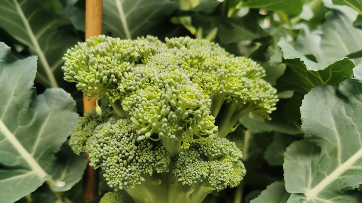 Top 5 Hydroponic Systems for Growing Broccoli at Home - Miilkiia