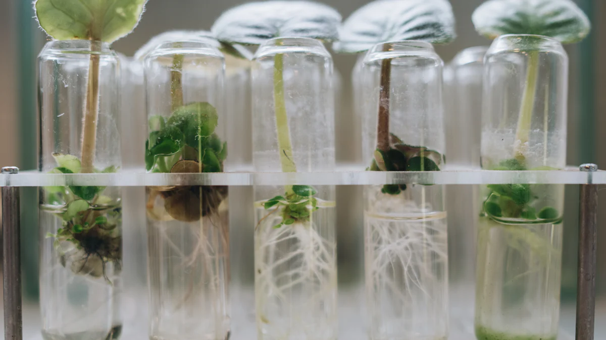 Why Hydroponic Garlic Cultivation Outshines Traditional Farming - Miilkiia