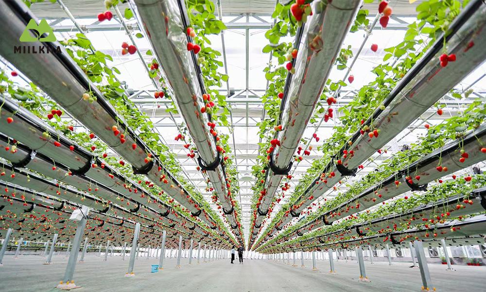 How to Maximize Urban Space with a Strawberry Cultivation System - Miilkiia