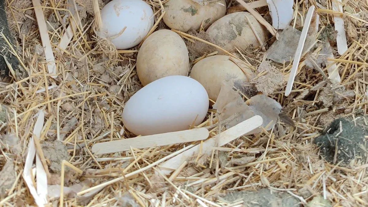 Chicken Hatching Books and Guides for First-Time Hatchers