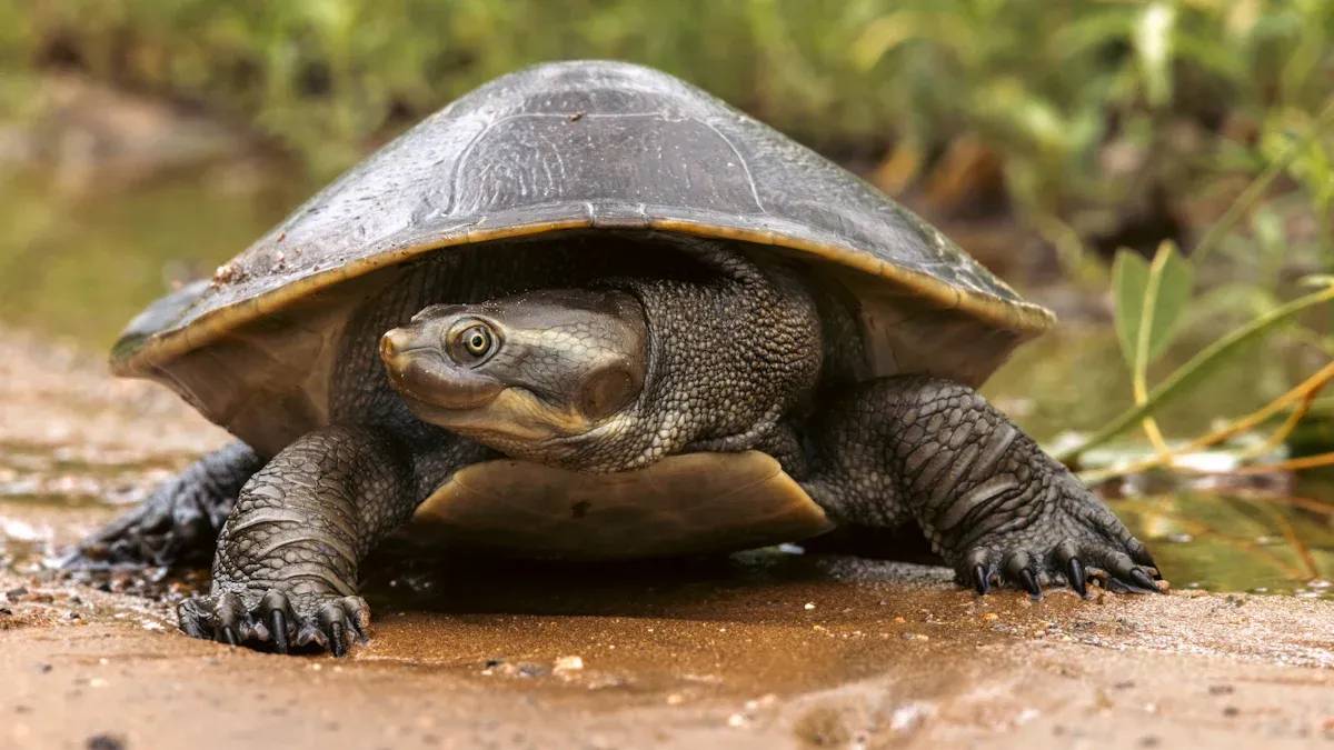 Creating the Perfect Turtle Habitat with Essential Equipment