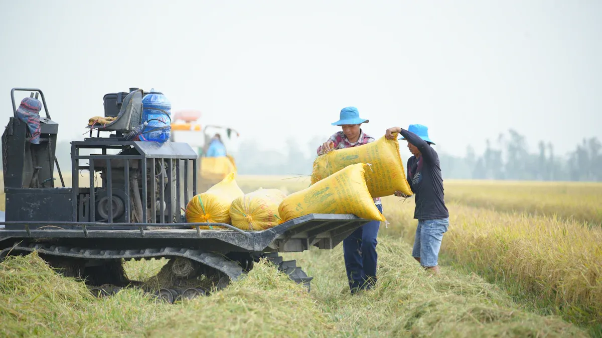 How Paddy Rice Milling Machines Work Throughout The Whole Process ...