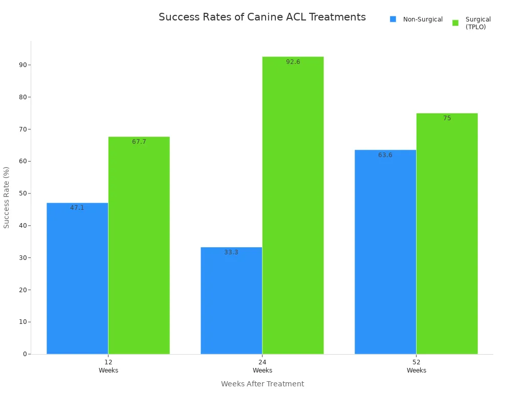 Torn ACL Dog Brace Tips for Daily Care and Safer Activities